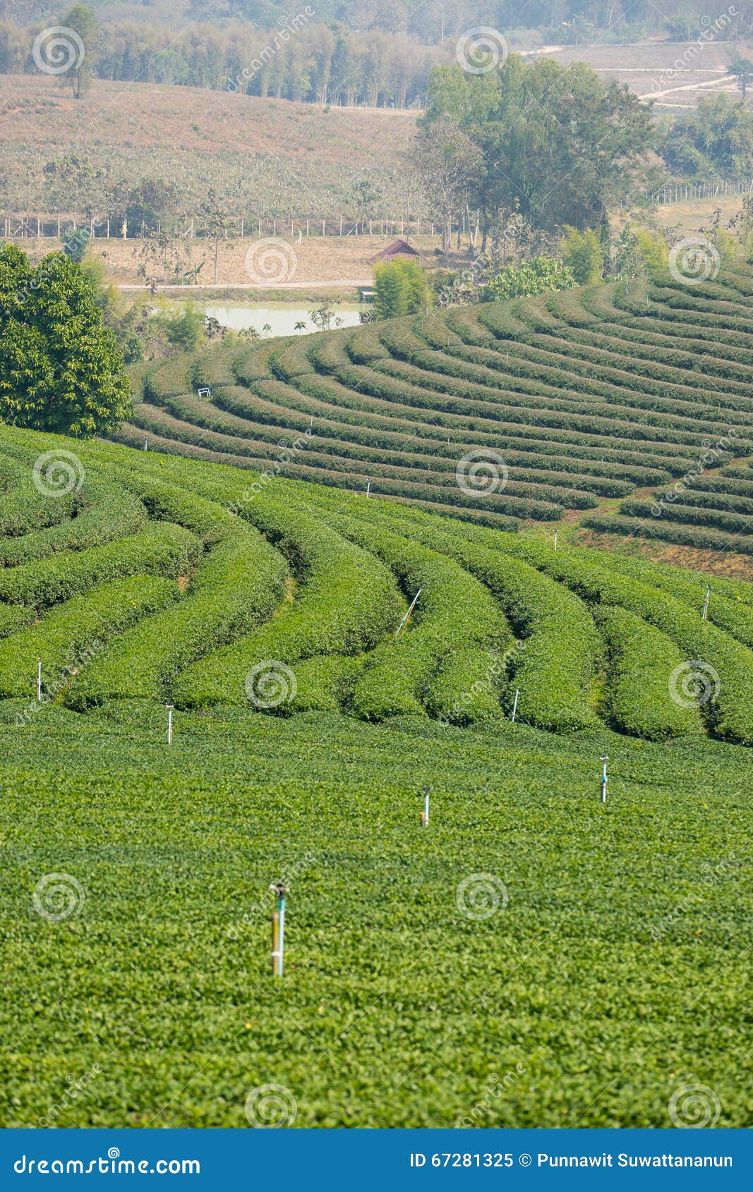Green tea terrace texture stock image. Image of travel - 67281325