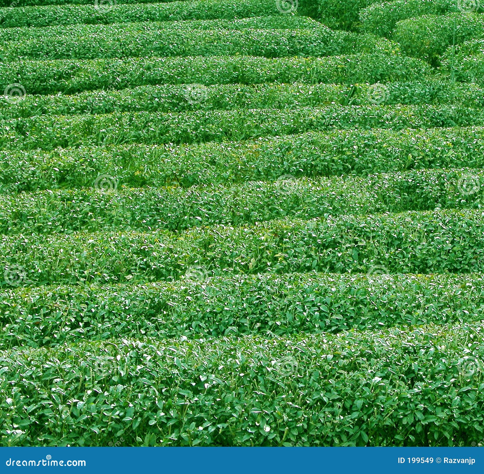 Green tea texture stock image. Image of background, japanese - 199549
