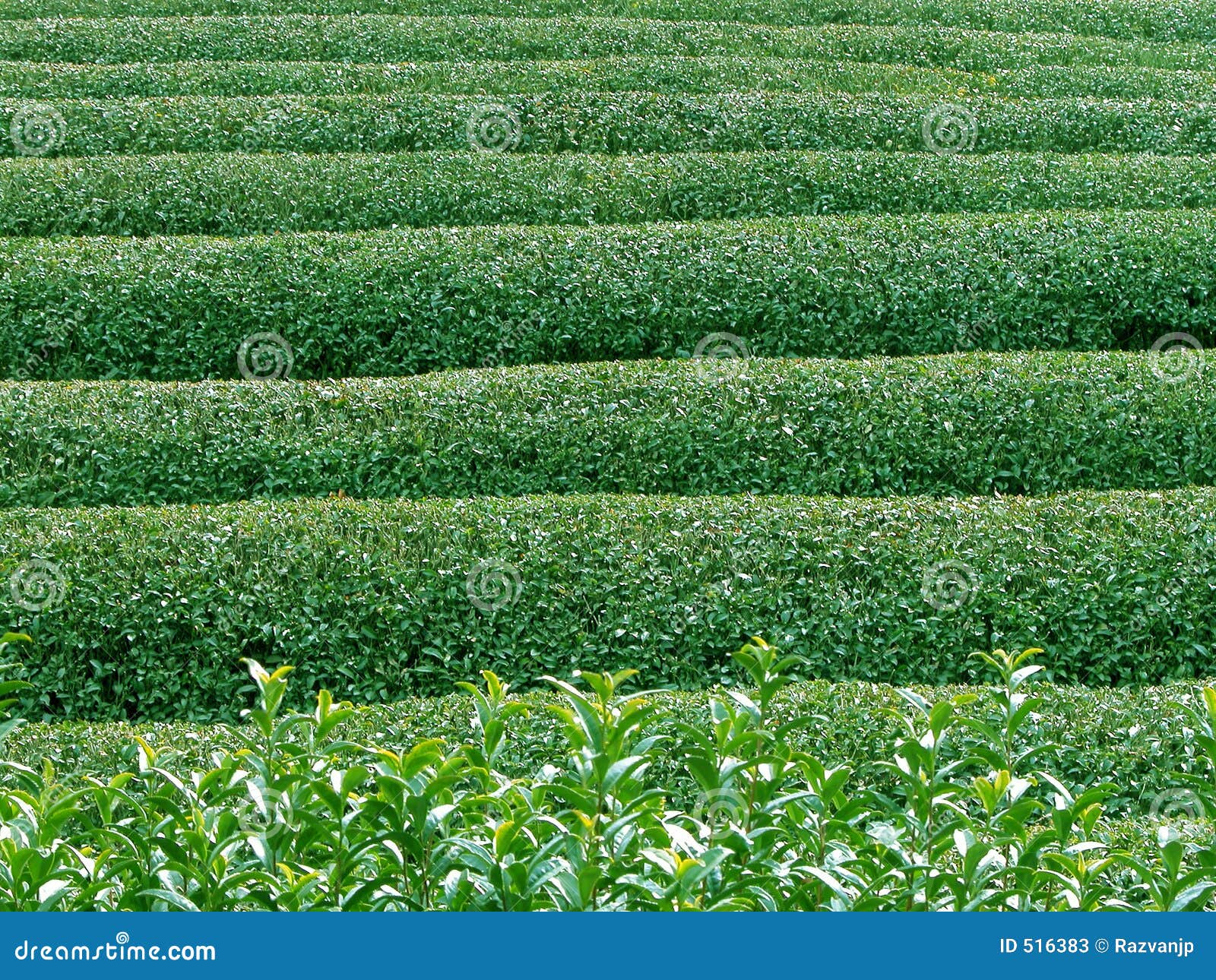 Green tea texture stock image. Image of flora, green, harvest - 516383