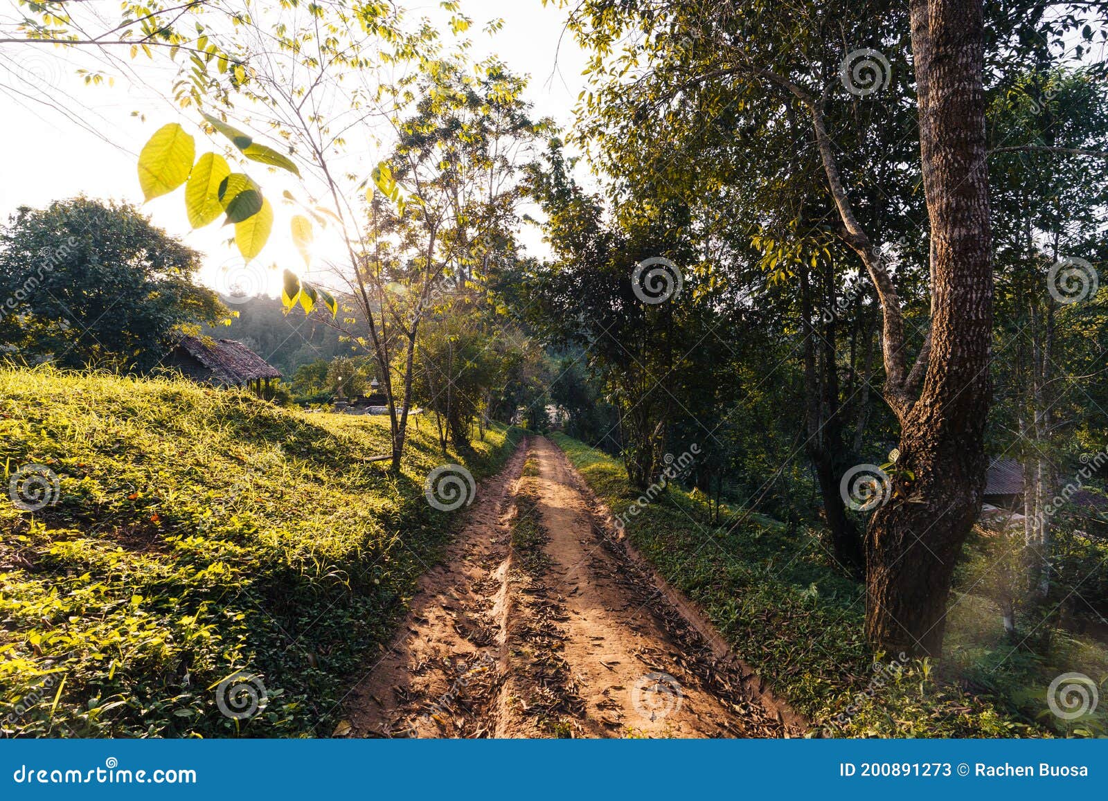 Green Tea Tree Assam Tea Leaves on the Mountain in the Evening Stock ...