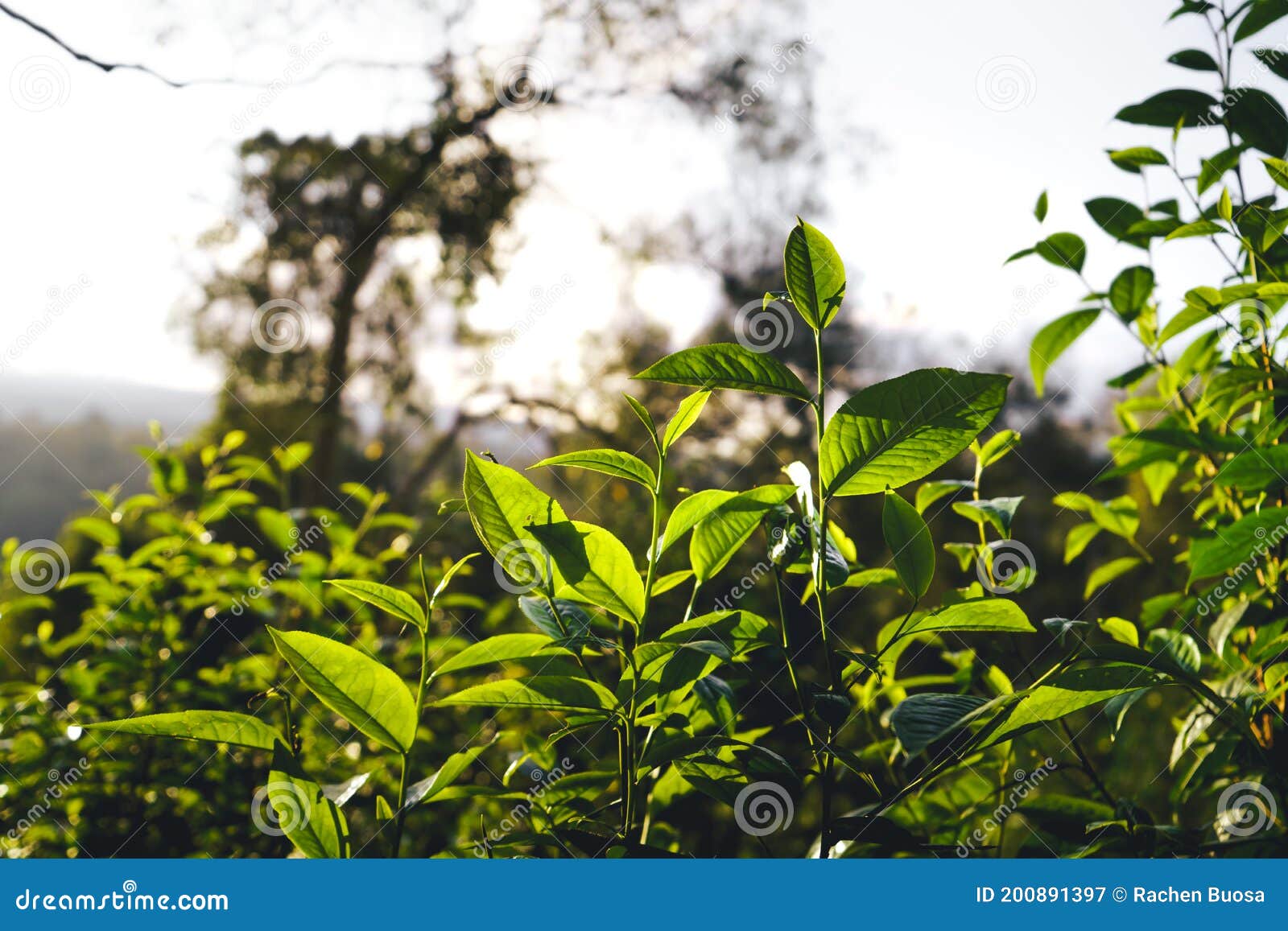 Green Tea Tree Assam Tea Leaves on the Mountain in the Evening Stock ...