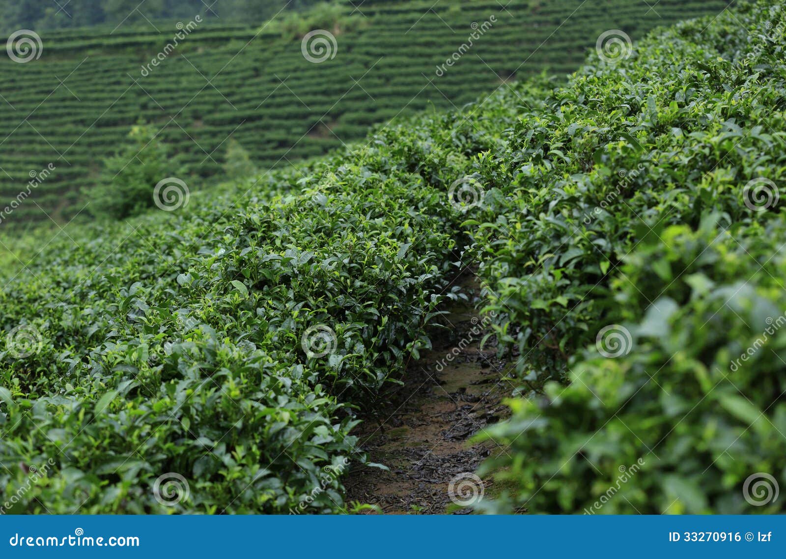 Green tea tree plants stock photo. Image of healthy, color - 33270916