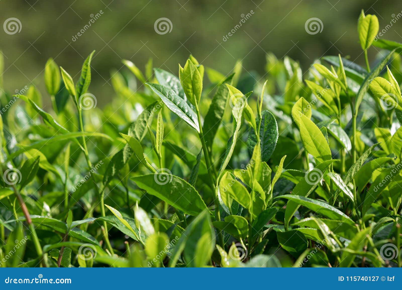 Green tea trees stock image. Image of farmland, drink - 115740127