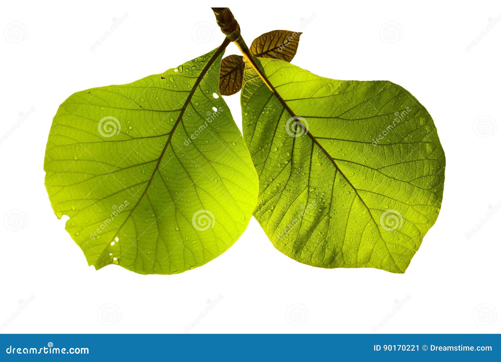 Green teak stock image. Image of teak, texture, leaf - 90170221