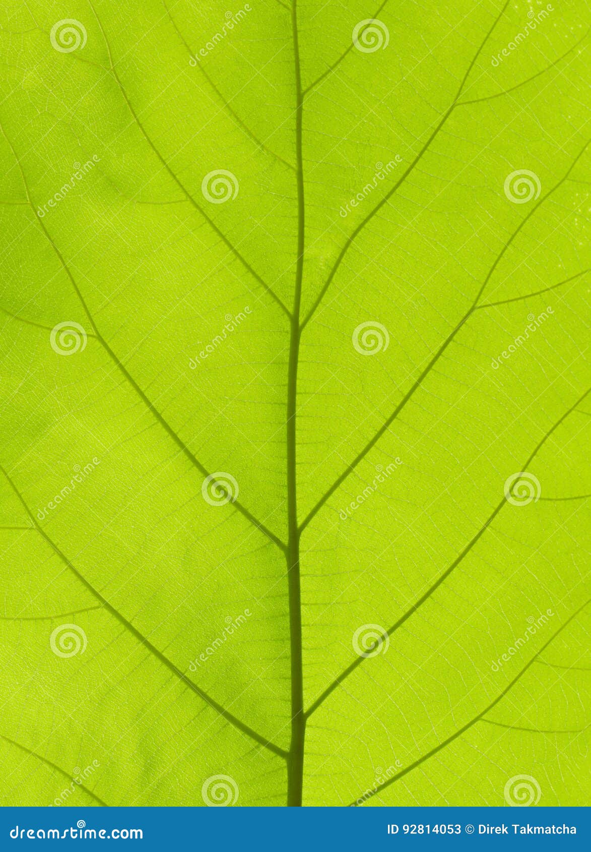 Green teak leaf texture stock image. Image of growth - 92814053