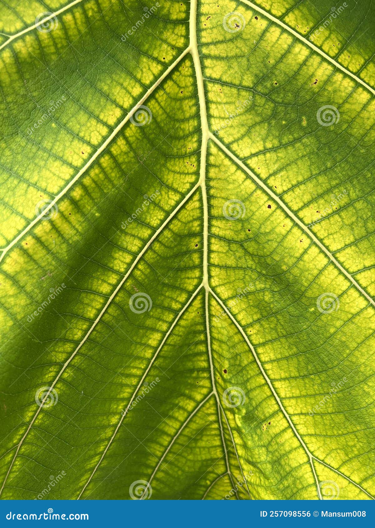 Green Teak Leaf Texture Background Stock Photo - Image of botany ...