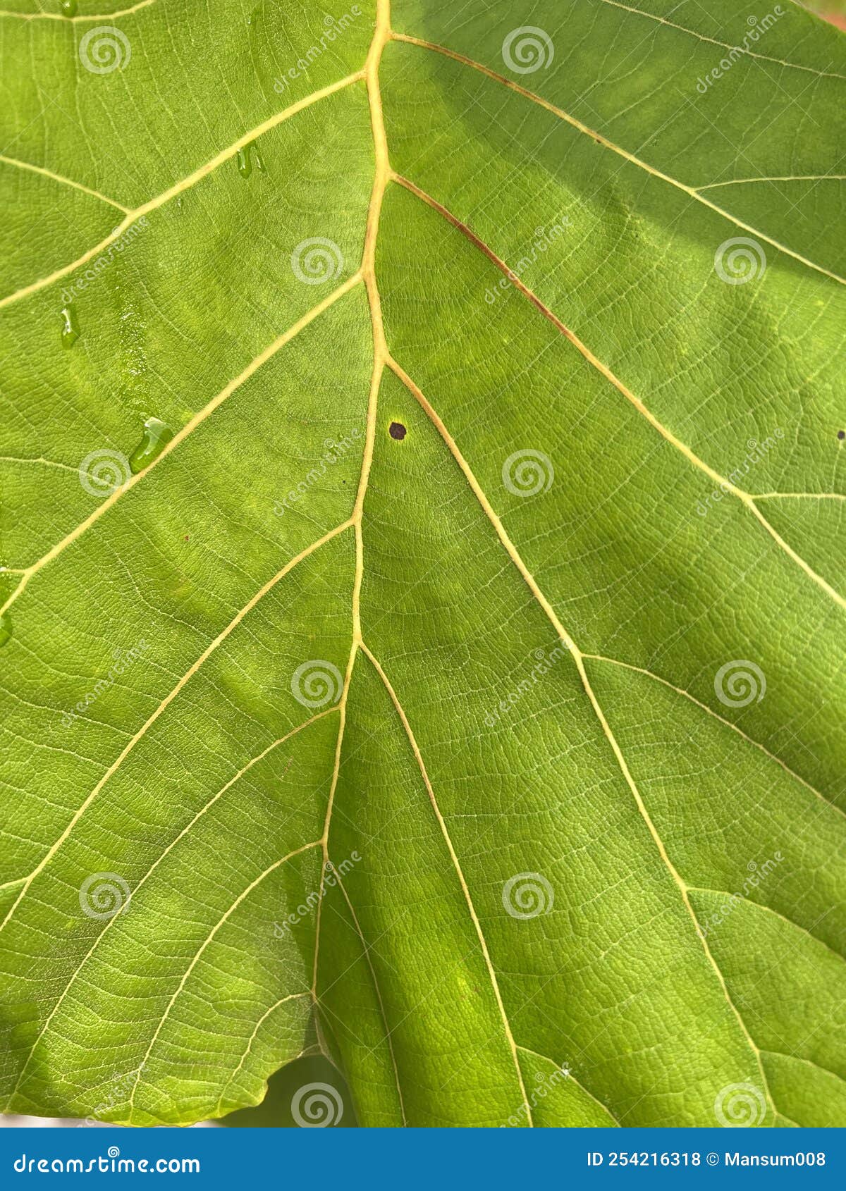 Green Teak Leaves on a White Background Stock Photo - Image of textured ...