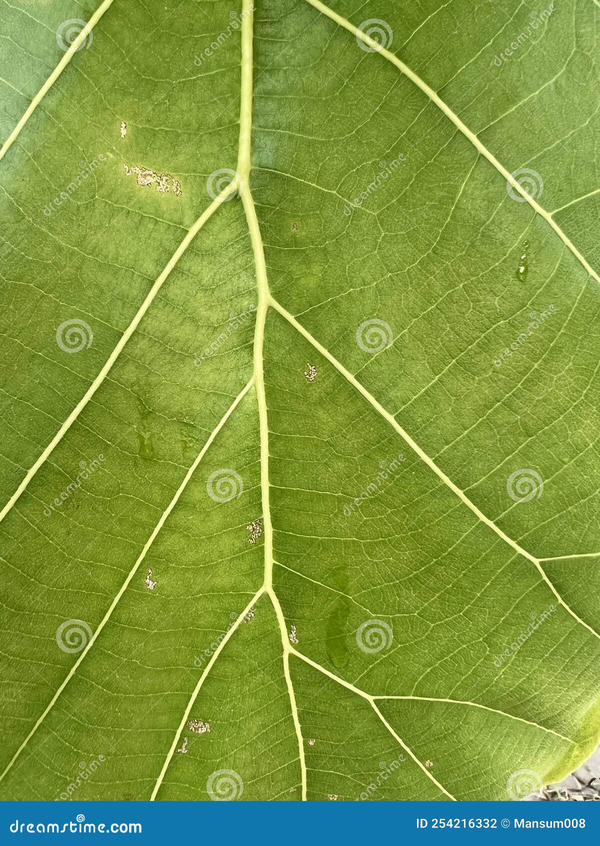 Green Teak Leaves on a White Background Stock Photo - Image of natural ...