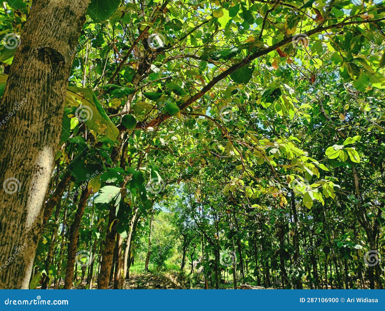 Green teak tree in summer stock photo. Image of nature - 287106900