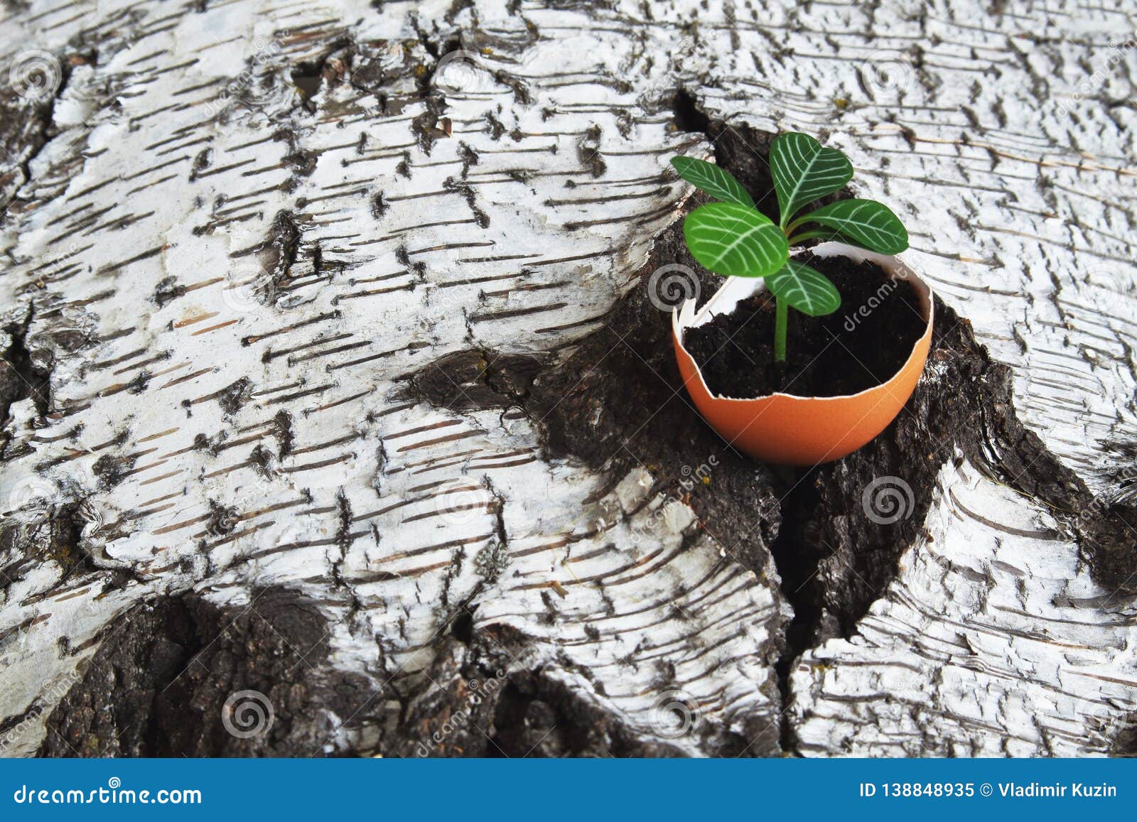 Fragile Tender Sprout in Eggshell on Old Rough Damaged Birch Bark ...