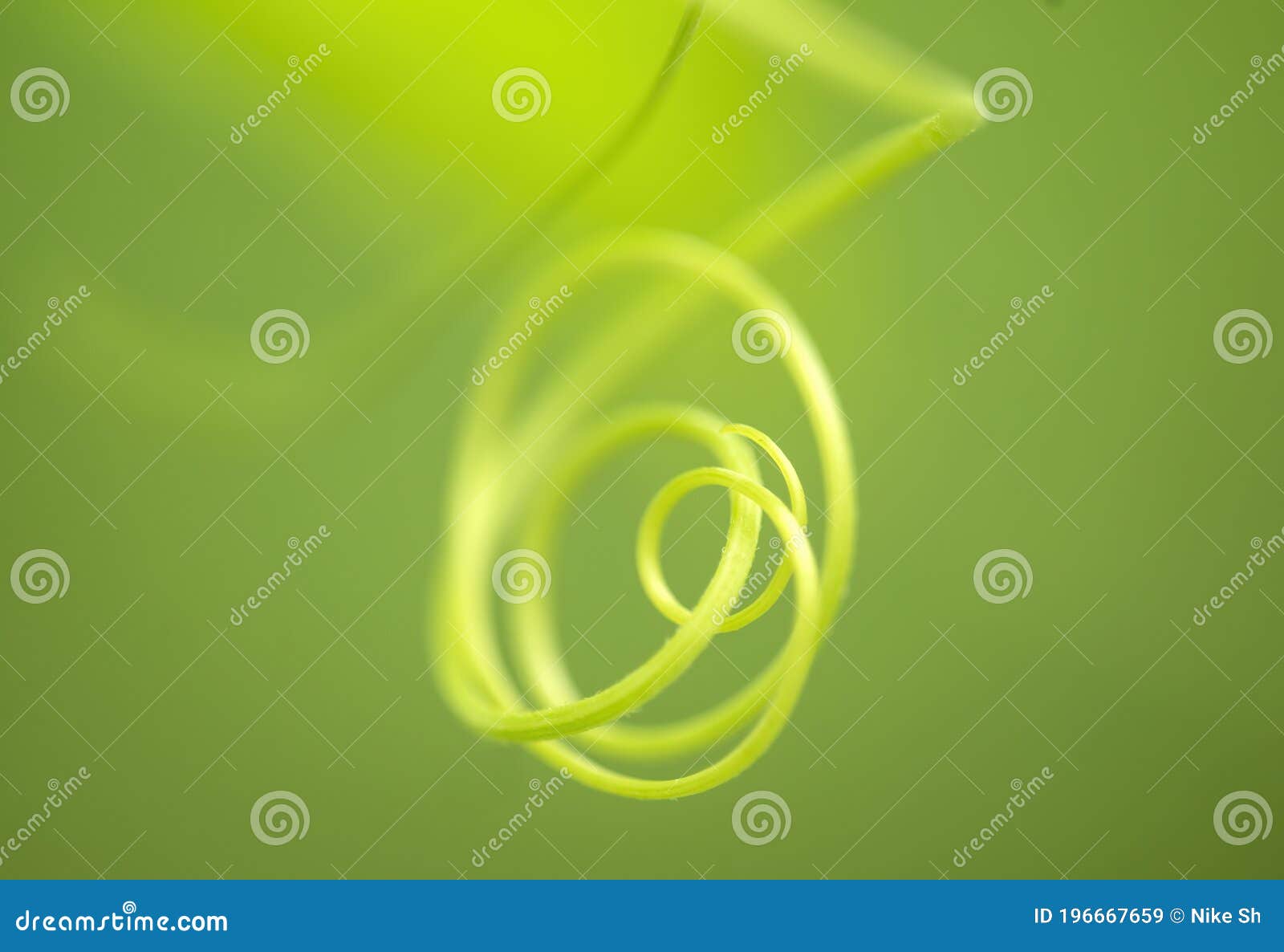 Green Tendril Structure Royalty-Free Stock Photography | CartoonDealer ...
