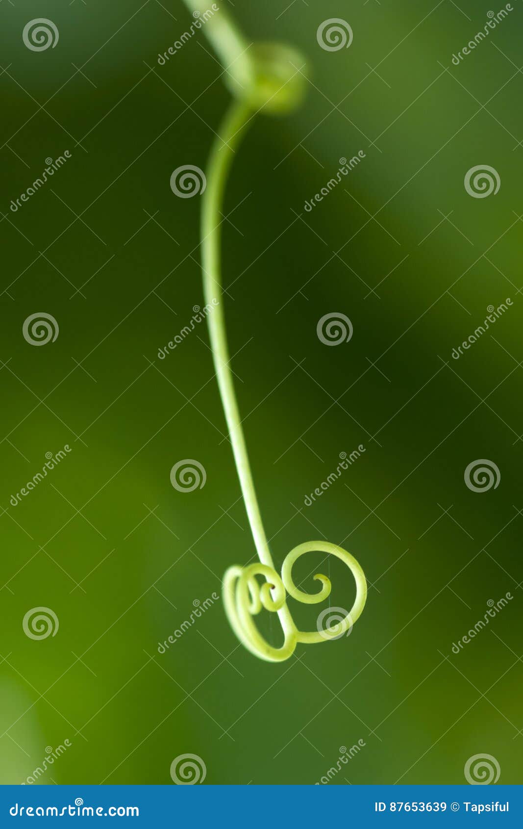 Green tendril stock image. Image of curvy, green, branch - 87653639