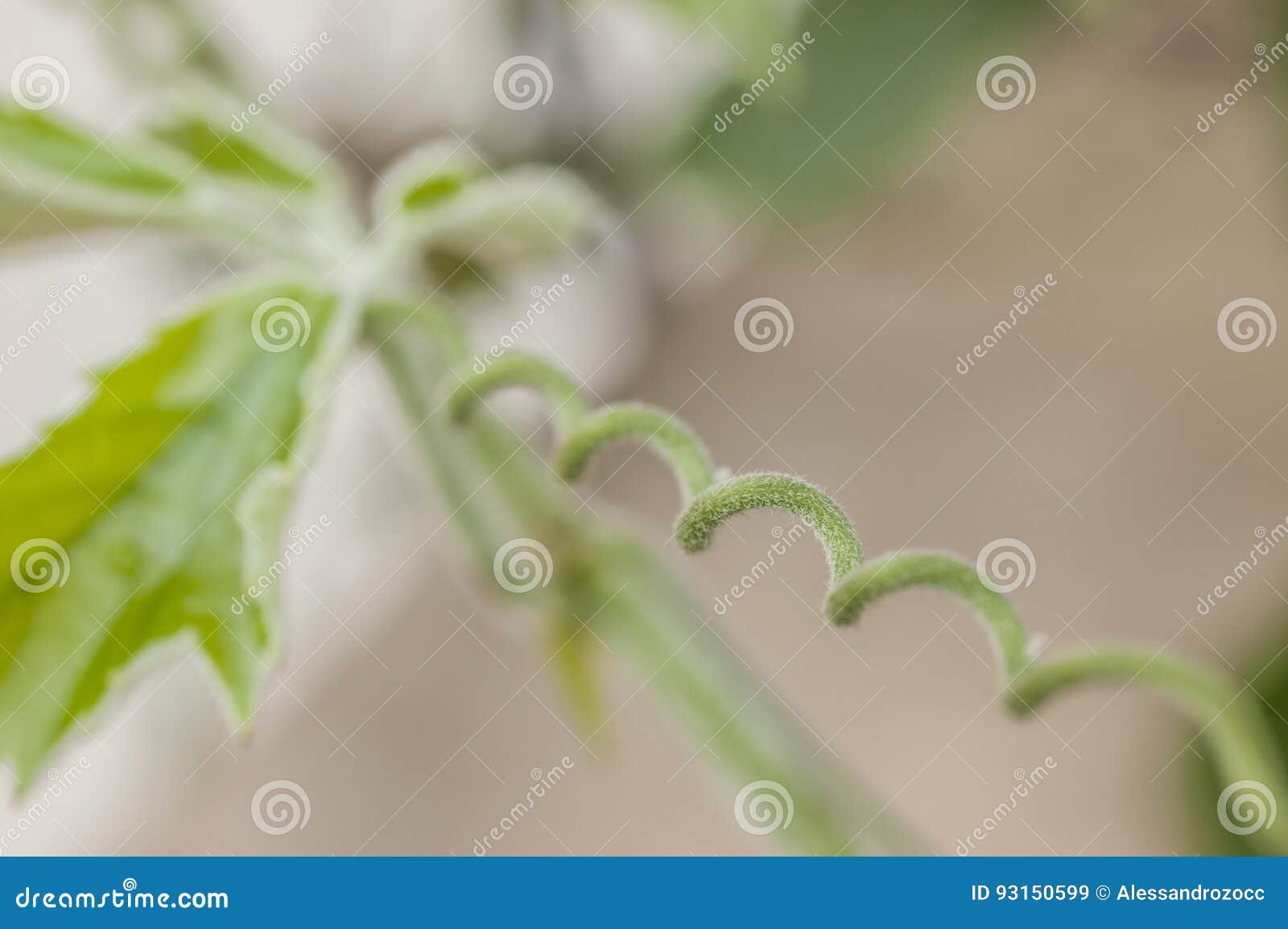 Green Tendril Structure Royalty-Free Stock Photography | CartoonDealer ...