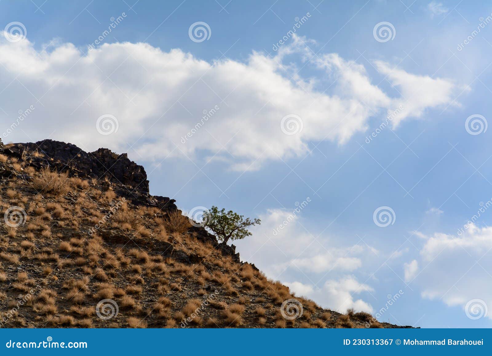 Green Terebinth Tree On A Slope Royalty-Free Stock Photography ...