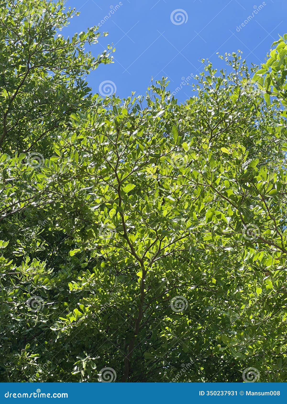 Terminalia Ivorensis Or Ivory Coast Almond Or Idigbo Or Black Afara Or ...