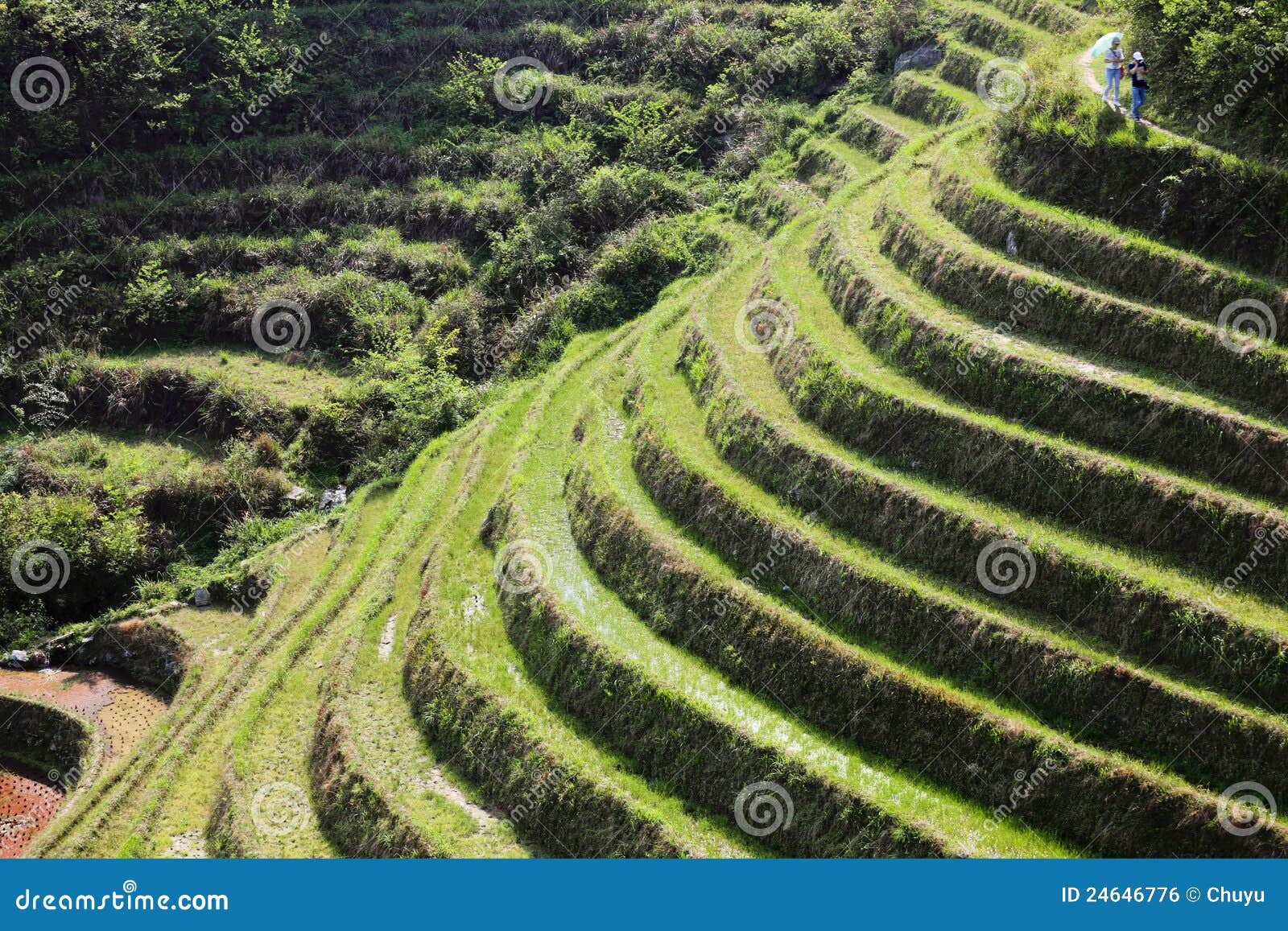 Green Terraced Field in Sunlight Stock Photo - Image of landscape, land ...