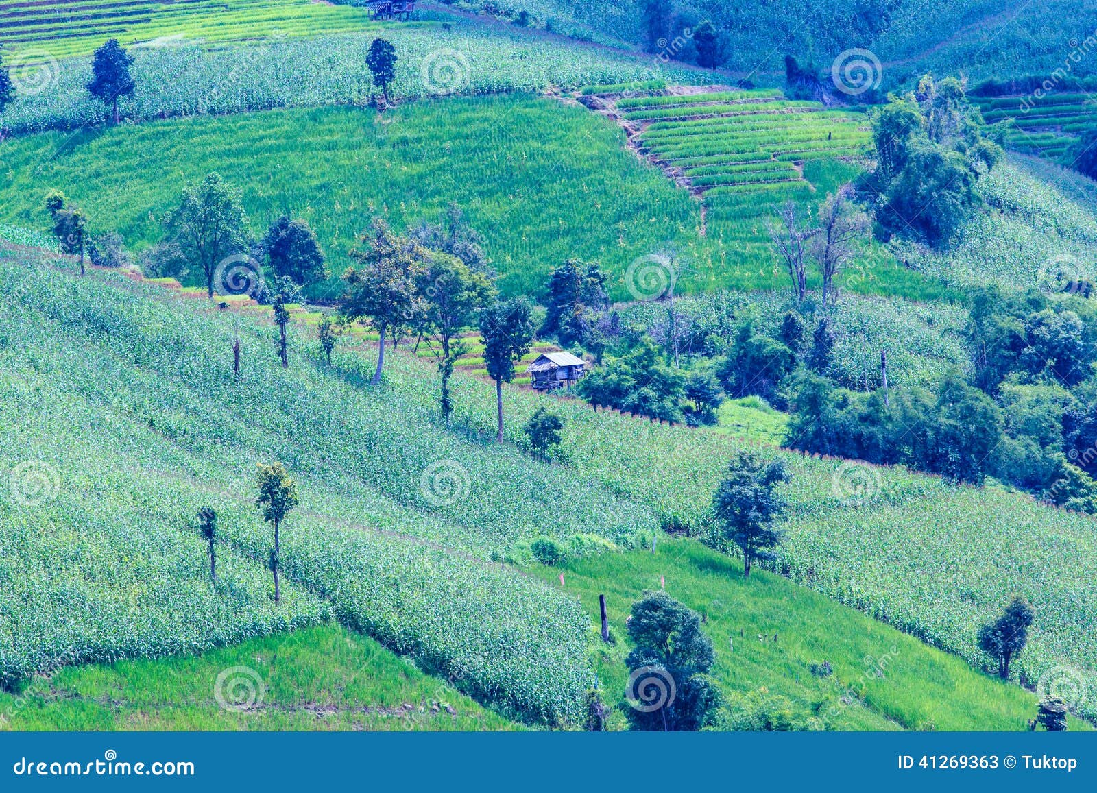 Green Terraced Rice and Corn Field on the Mountain Stock Image - Image ...