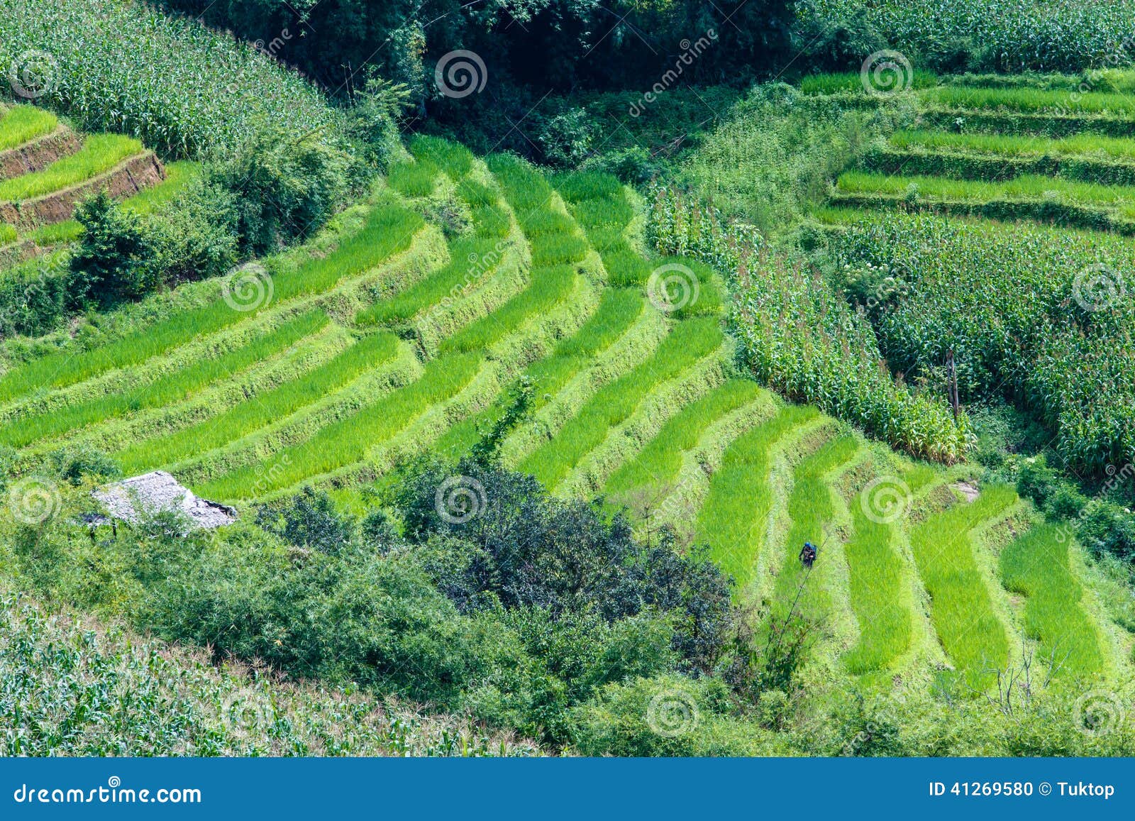 Green Terraced Rice and Corn Field on the Mountain Stock Photo - Image ...