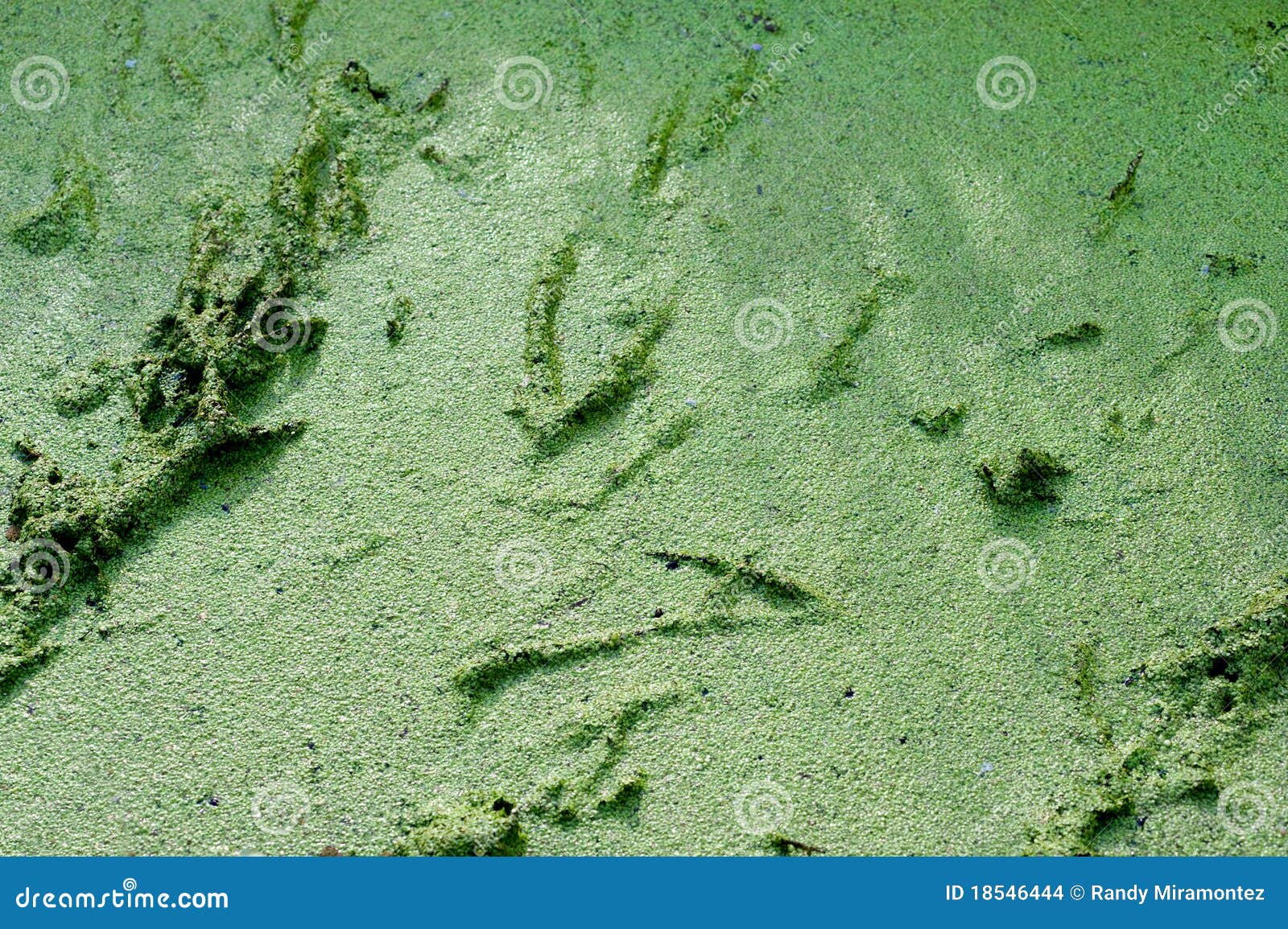 915 Marshland Texture Photos - Free & Royalty-Free Stock Photos from ...