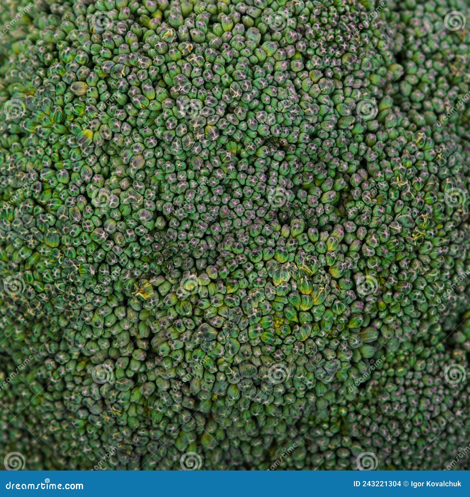 Texture Of Broccoli Macro. Top View Of Broccoli. Organic Food ...