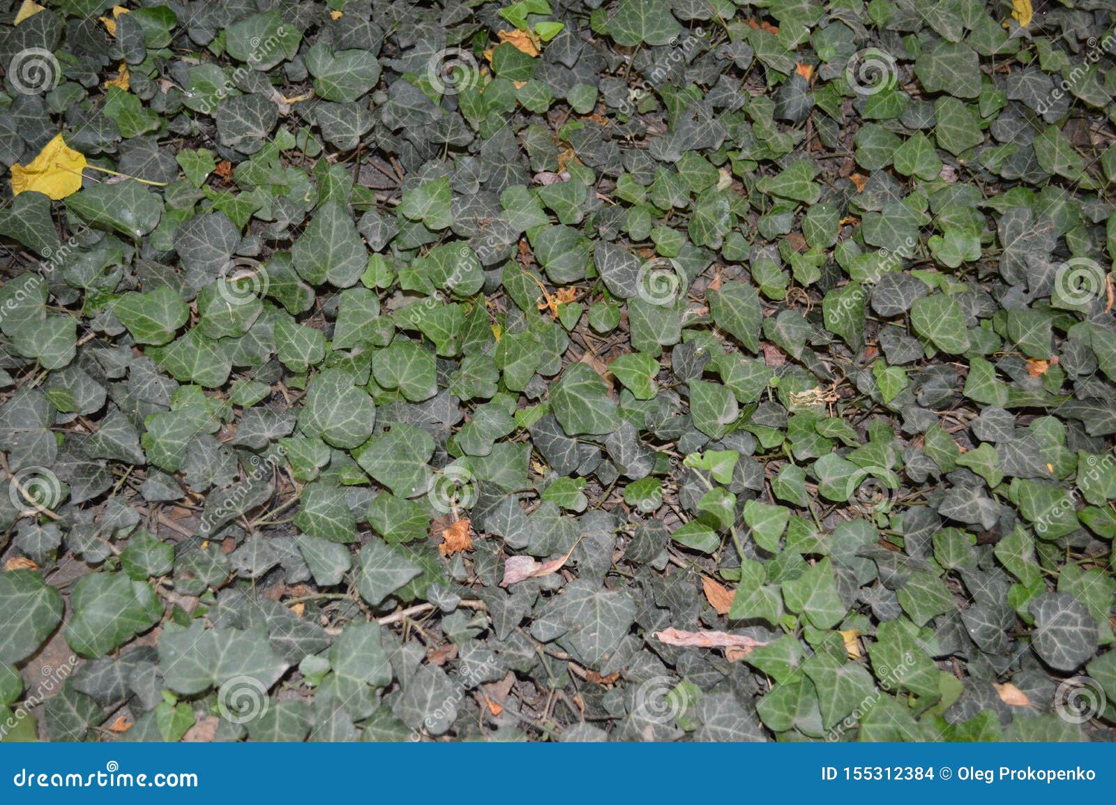 Green Texture of Bushes and Trees Stock Photo - Image of foliage, green ...