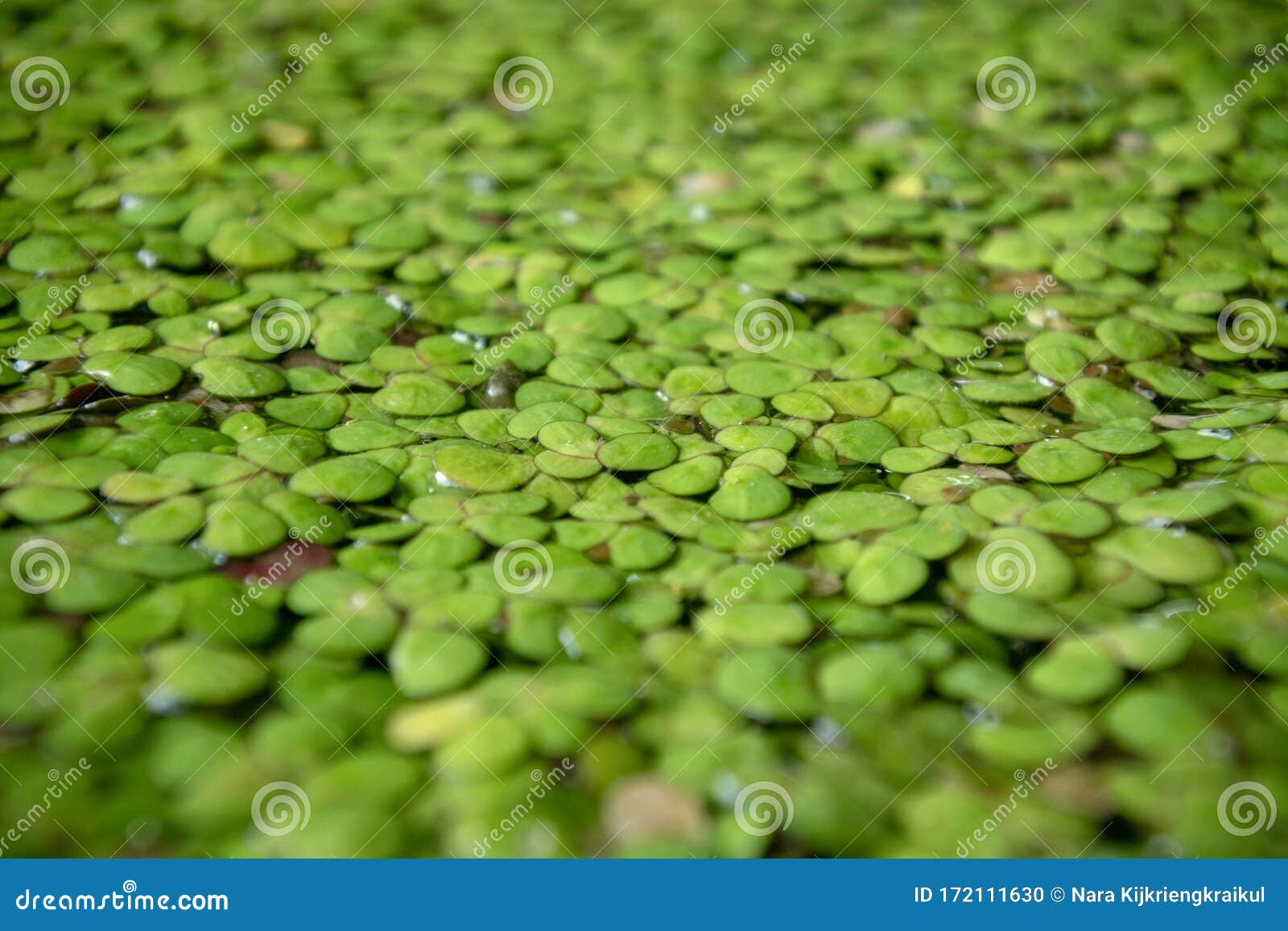Green Texture with Fresh Green Water Lily Leaves with Blurred ...