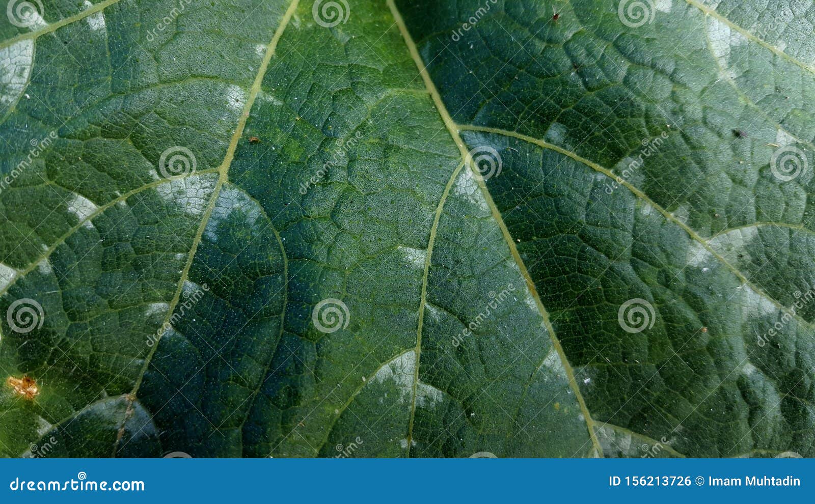 Green Texture of Luffa Plant Leaves Stock Photo - Image of leaf, color ...