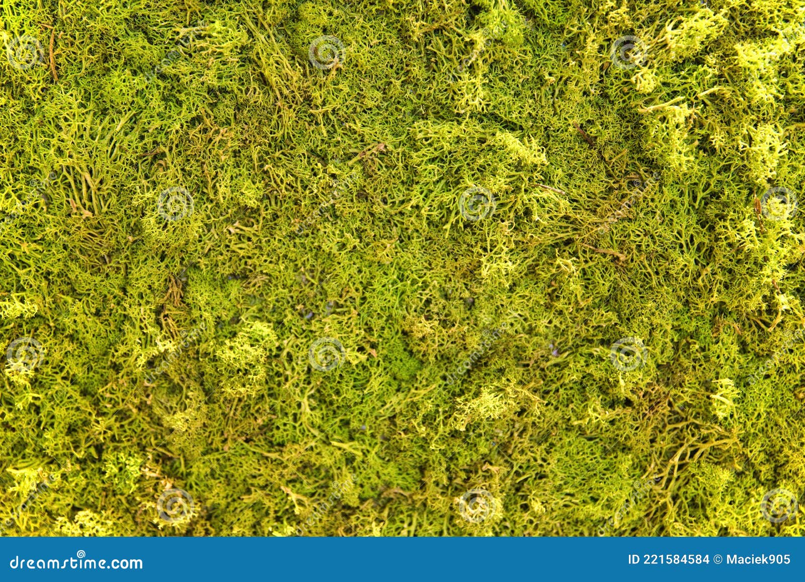 Green Texture. Moss Green Texture. Moss on the Wall for Beautiful ...
