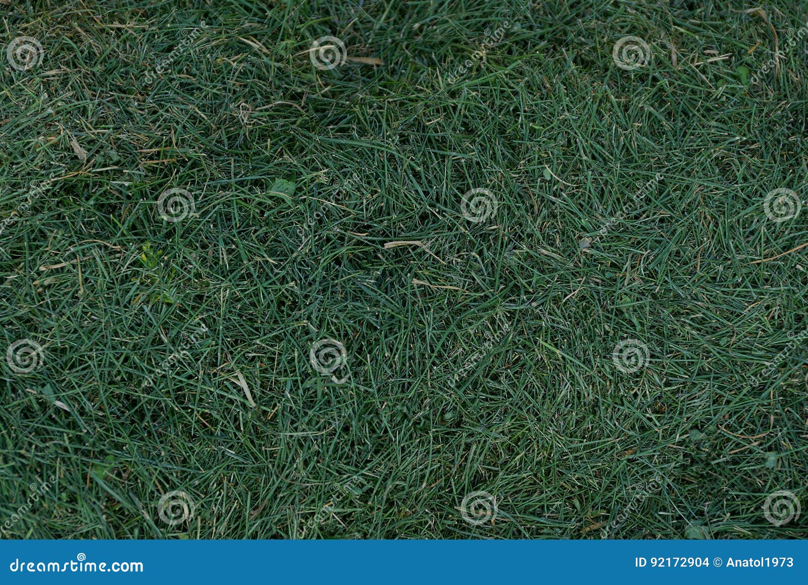Green Texture of Shallow Cut Grass Stock Photo - Image of bush, small ...
