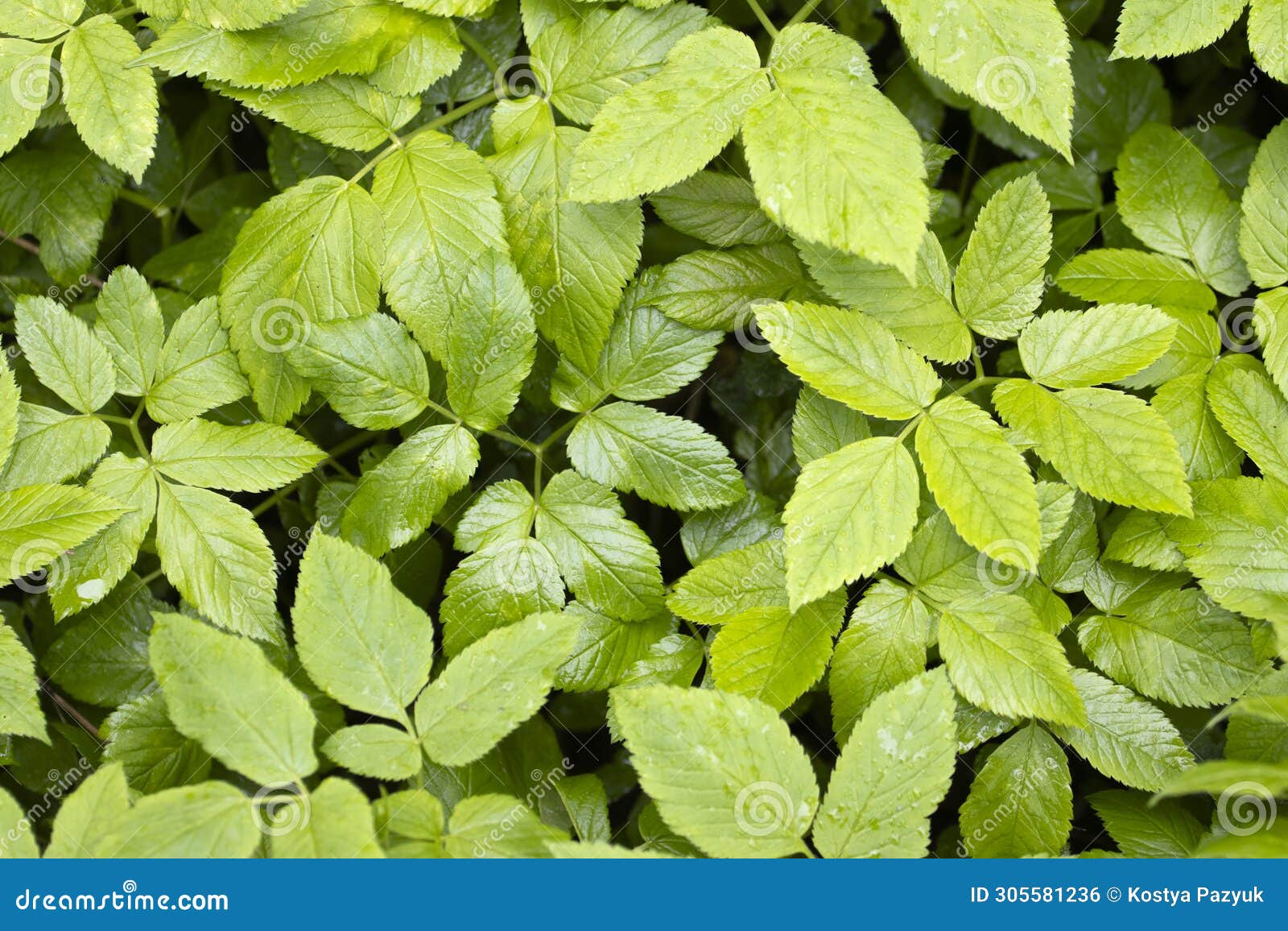 Green Texture of Spring Plants Top View Stock Photo - Image of bush ...