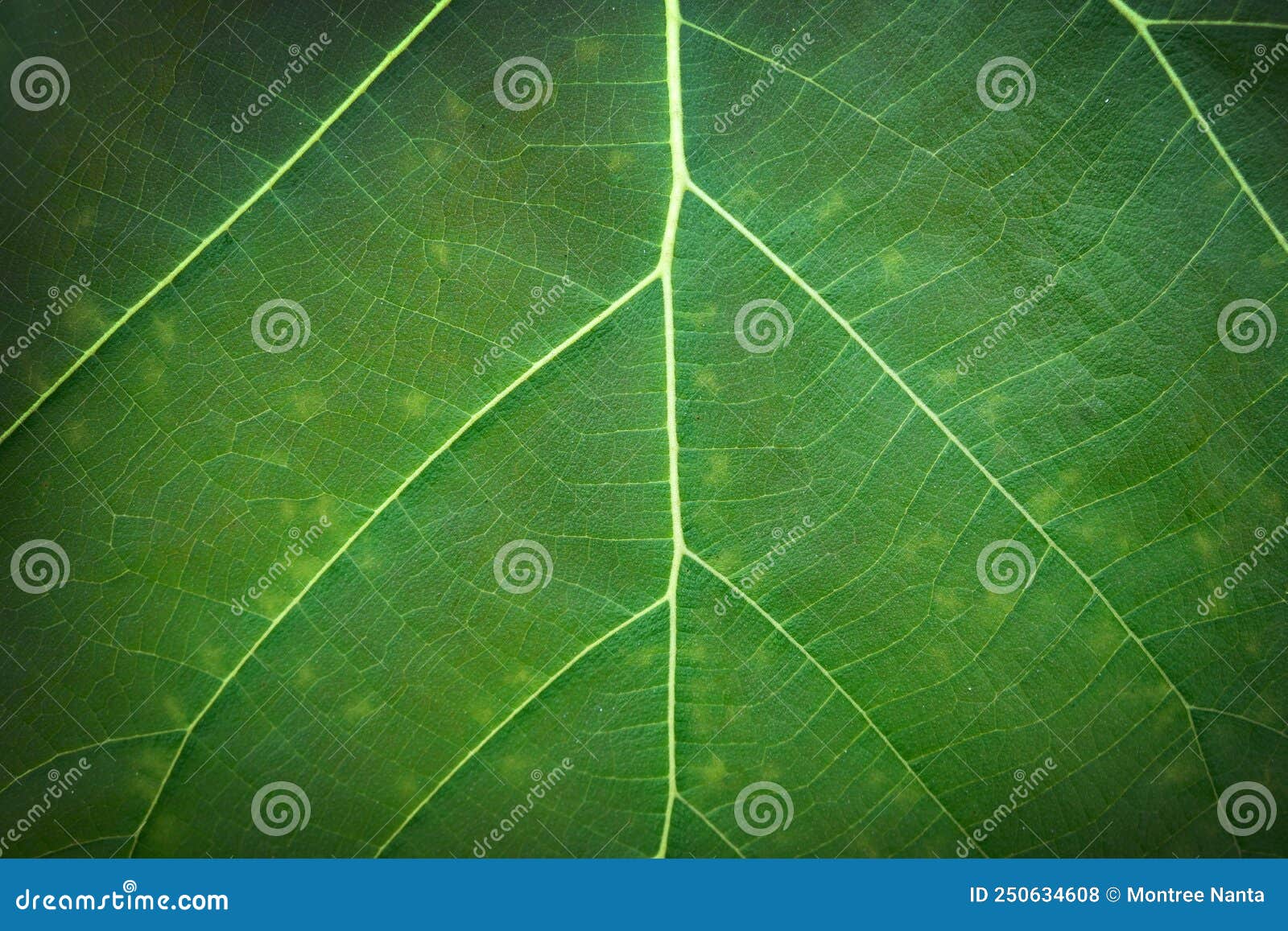 The Green Texture of Teak Leaf with Pinnately Netted Venation ...