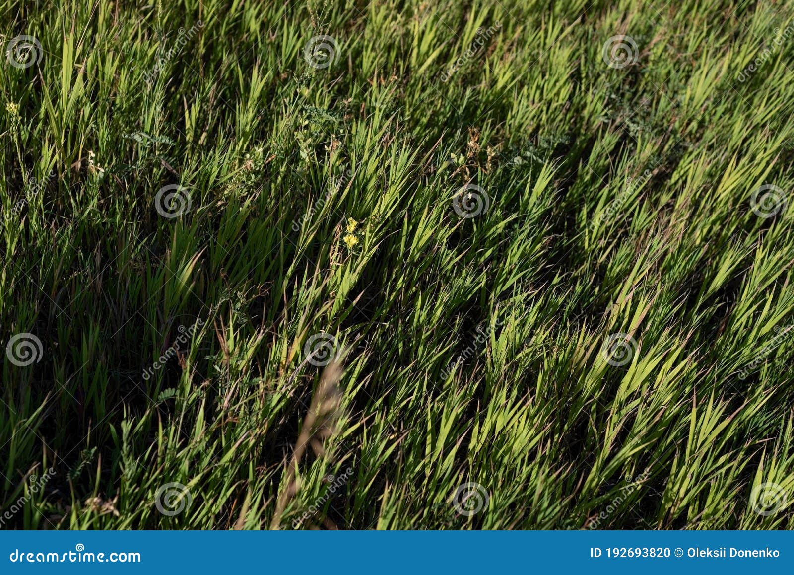 Green Texture of Uncut Grass, in the Field Stock Photo - Image of ...