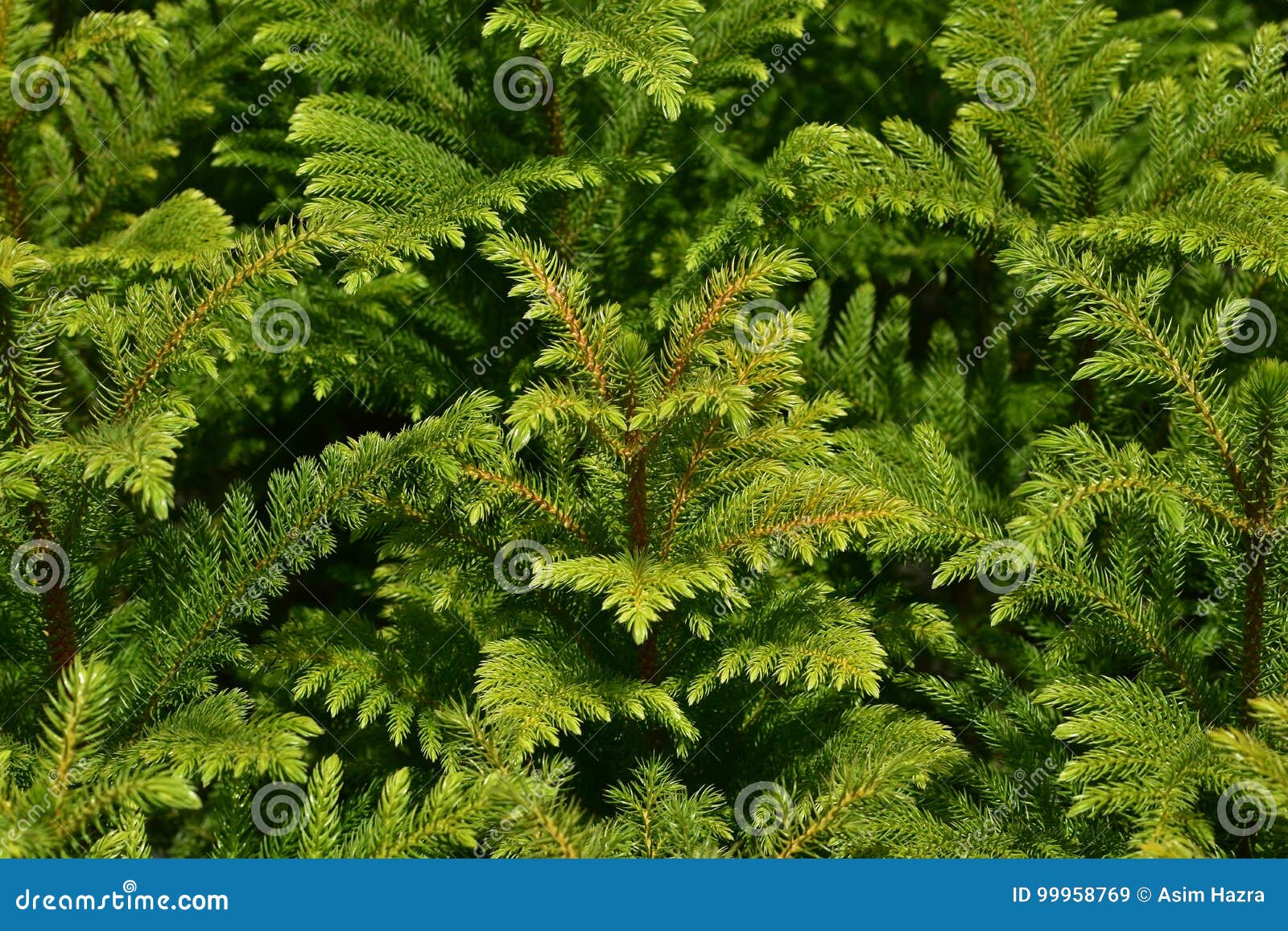 Green Texture of Young Pine Trees Stock Image - Image of saplings ...