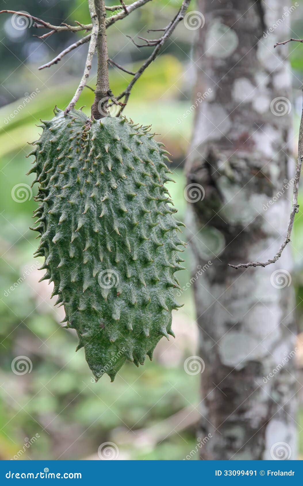 Green Textured Guanabana Fruit with Tree Stock Image - Image of dessert ...