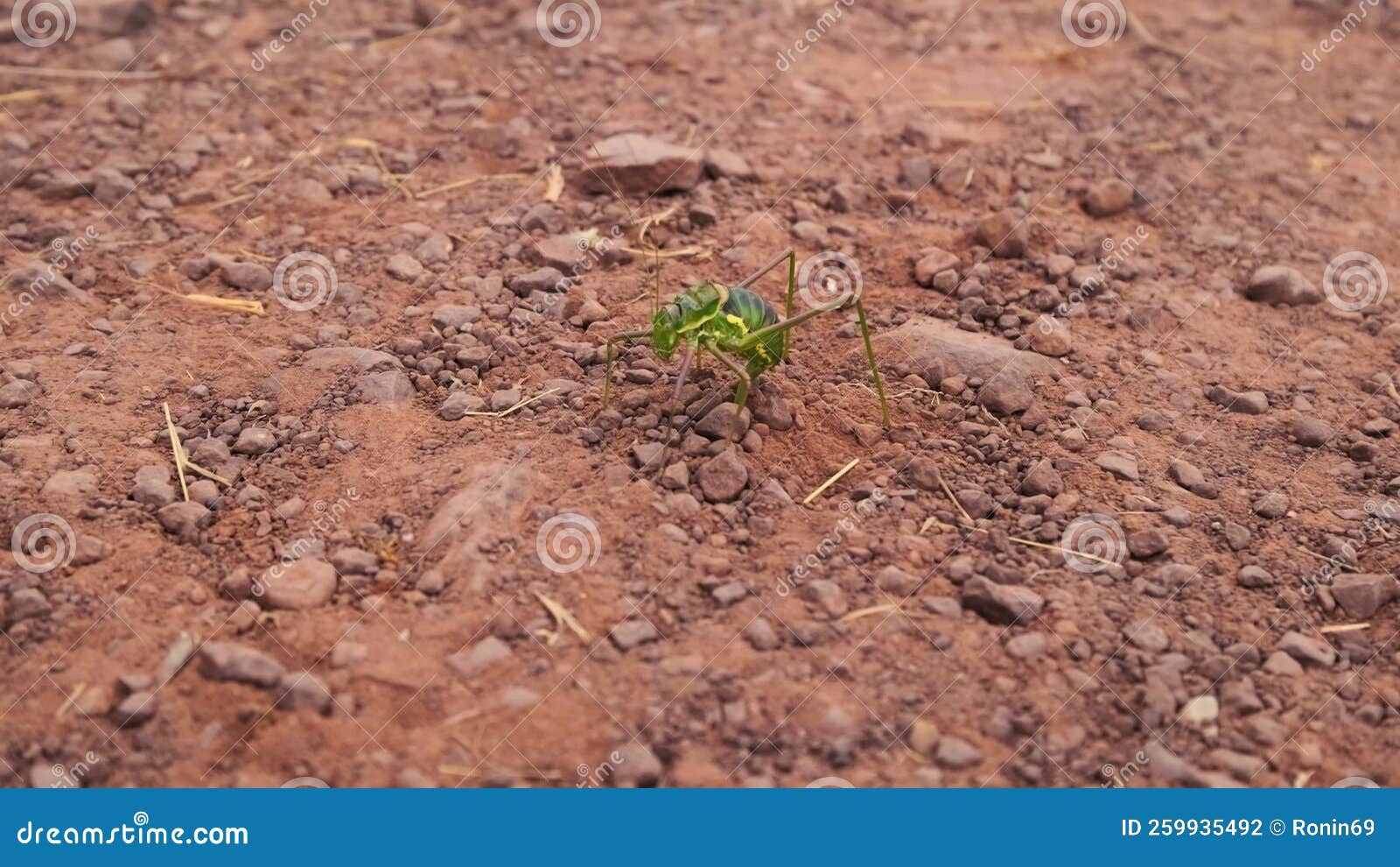 Green Thick-bellied Wingless Cricket Stock Footage - Video of insect ...