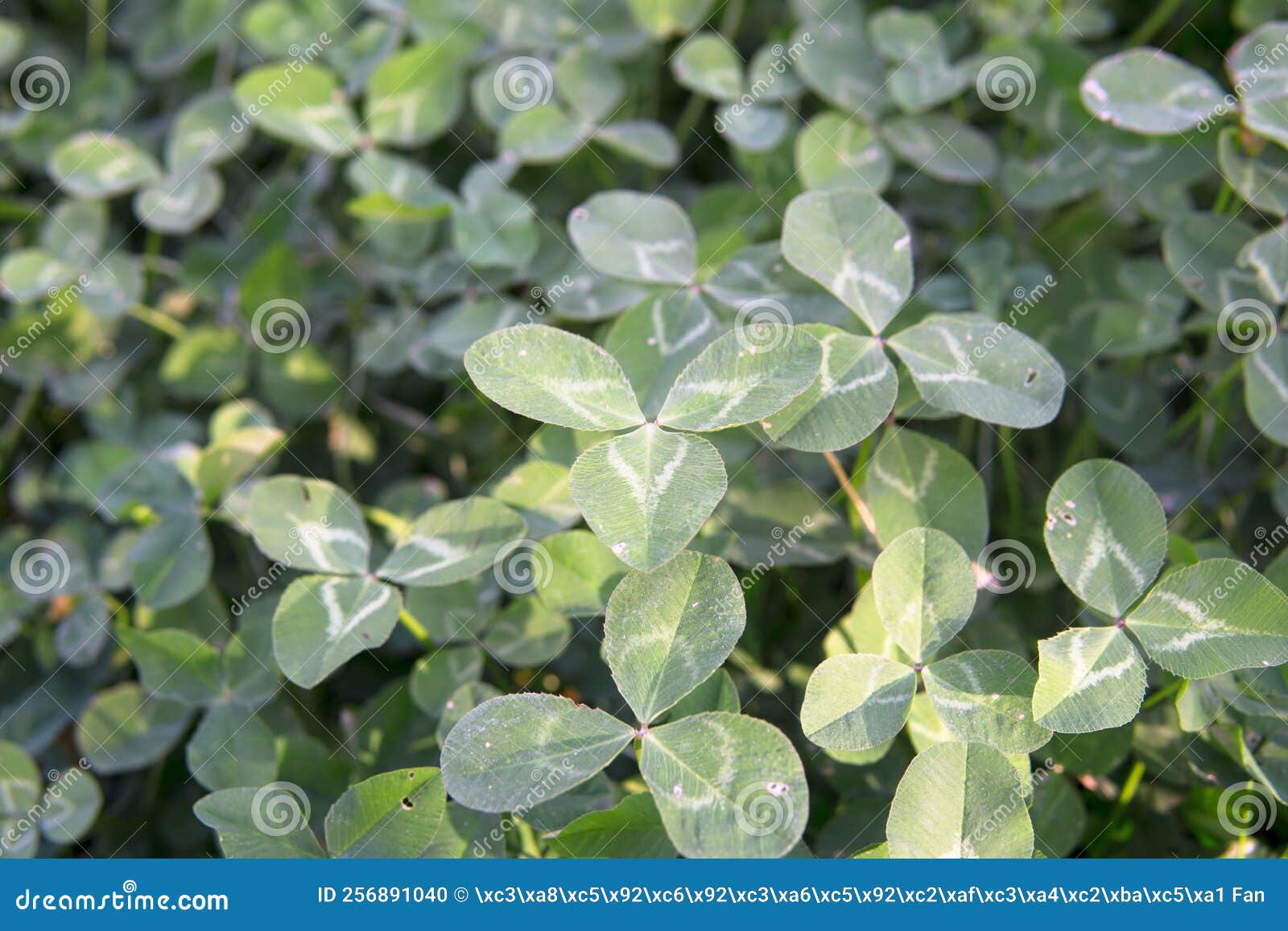 Green Thick Clover Growing Outdoors Stock Photo - Image of dense ...