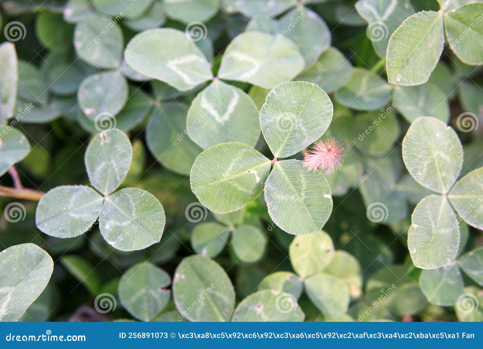 Green Thick Clover Growing Outdoors Stock Image - Image of green ...