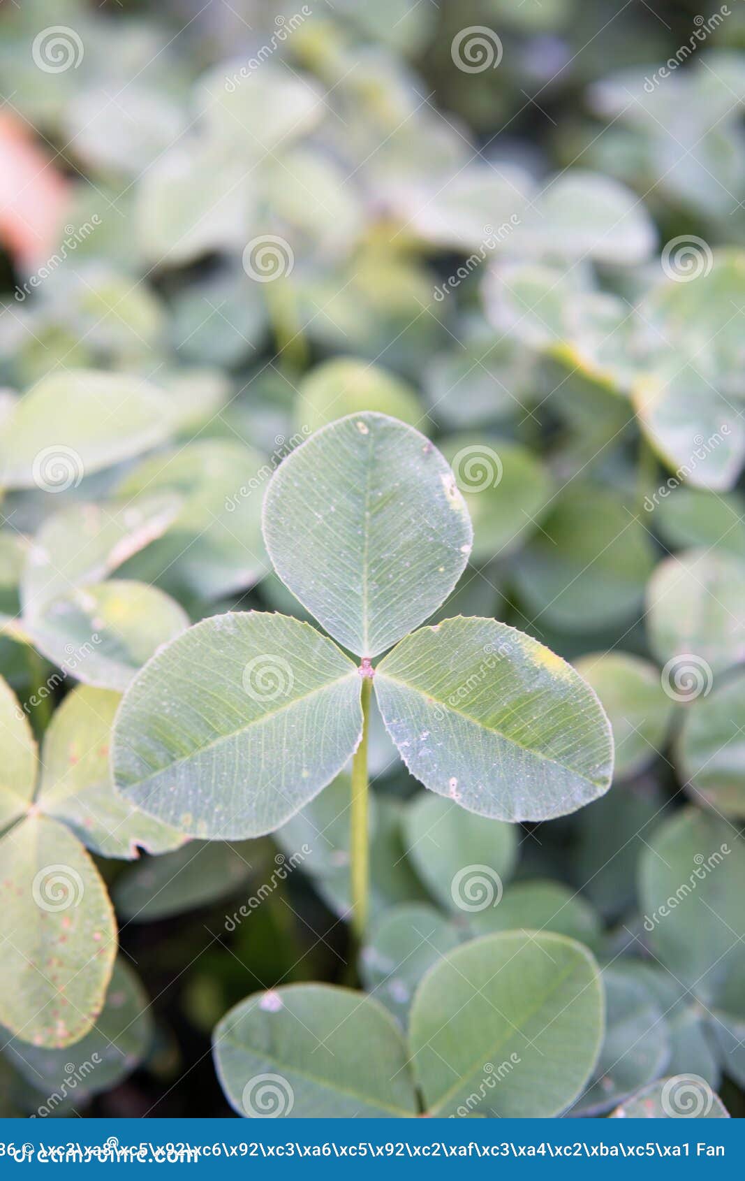 Green Thick Clover Growing Outdoors Stock Photo - Image of dense, grass ...