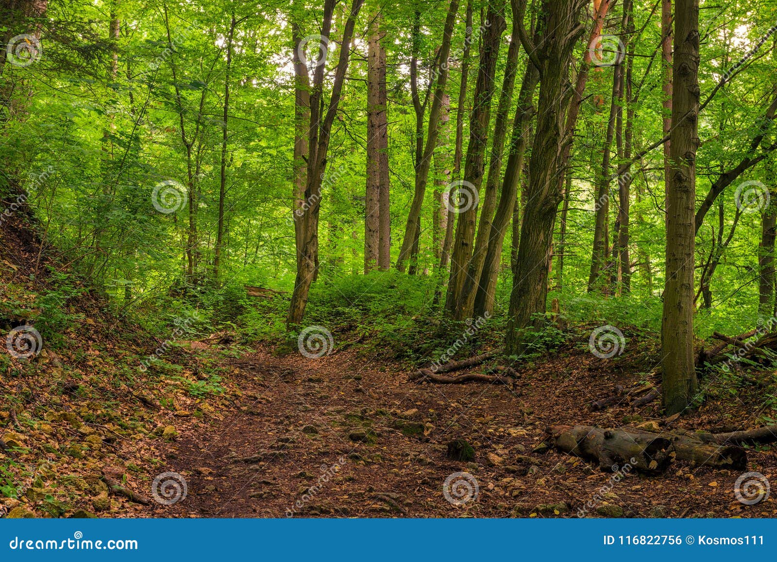 Green Thick Deciduous Forest Landscape Stock Photo - Image of pathway ...