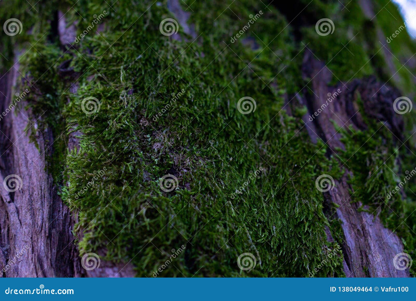 Green Thick Moss on the Tree. Stock Photo - Image of wallpaper, dense ...