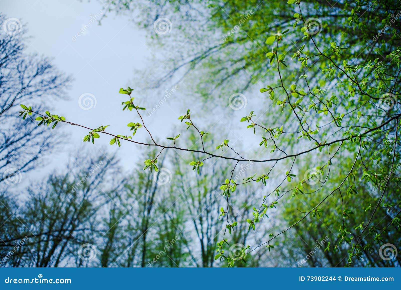 Green thin branch stock photo. Image of forest, sprout - 73902244
