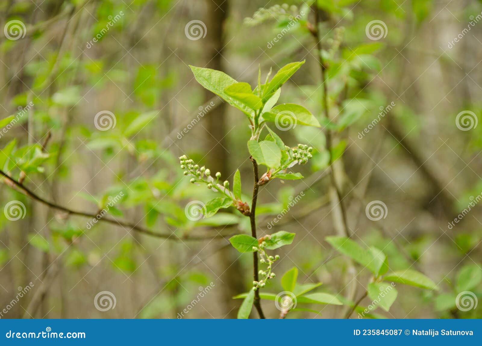 Green and Thin Branch of a Tree in the Forest Stock Image - Image of ...
