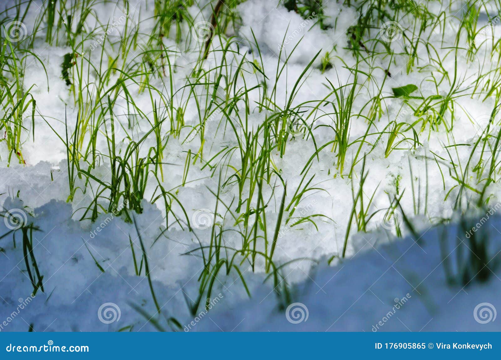 13,610 Thin Grass Stock Photos - Free & Royalty-Free Stock Photos from ...