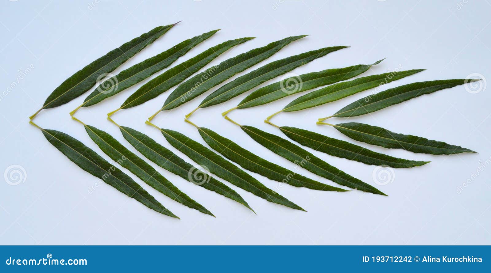 Green Thin Long Leaves Lie in the Form of a Large Leaf on a White ...