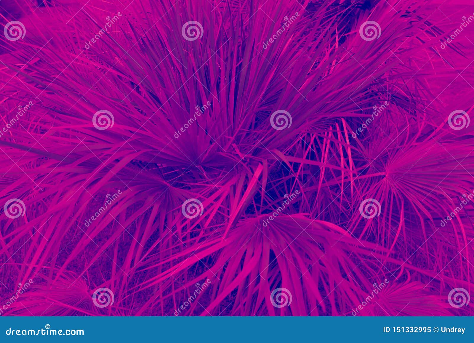 Green Thin Long Leaves . Plant with Narrow Leaf Stock Image - Image of ...