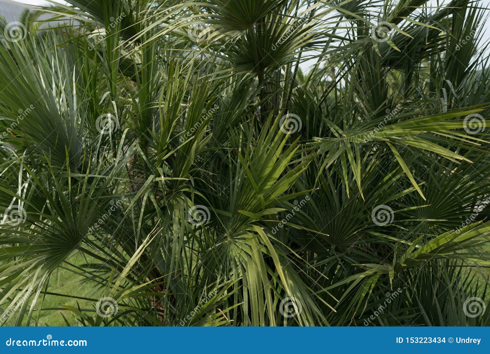 Green Thin Long Leaves . Plant with Narrow Leaf Stock Photo - Image of ...