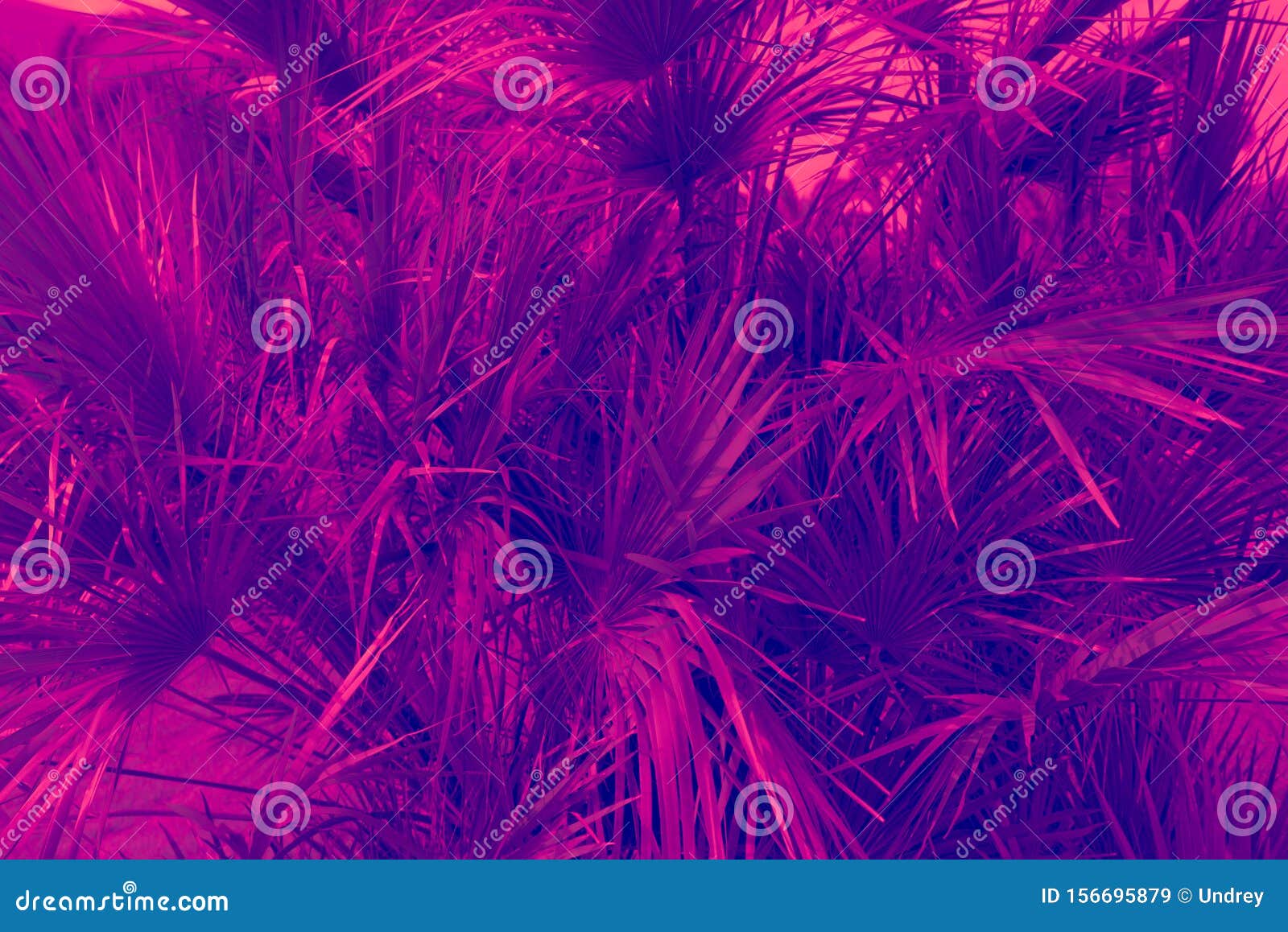 Green Thin Long Leaves . Plant with Narrow Leaf Stock Image - Image of ...