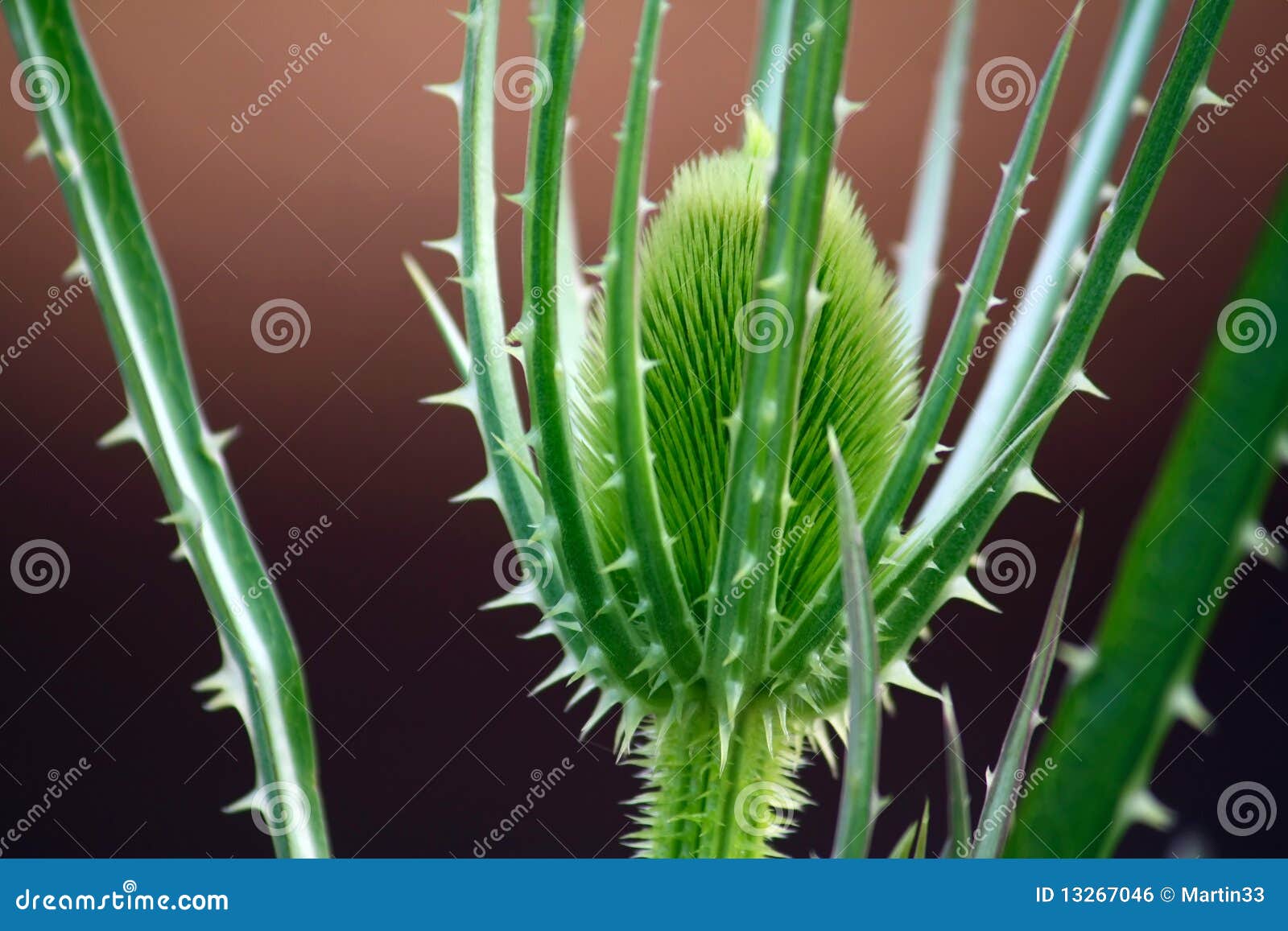 Big Green Thistle In The Garden In Front Of The House Royalty-Free ...