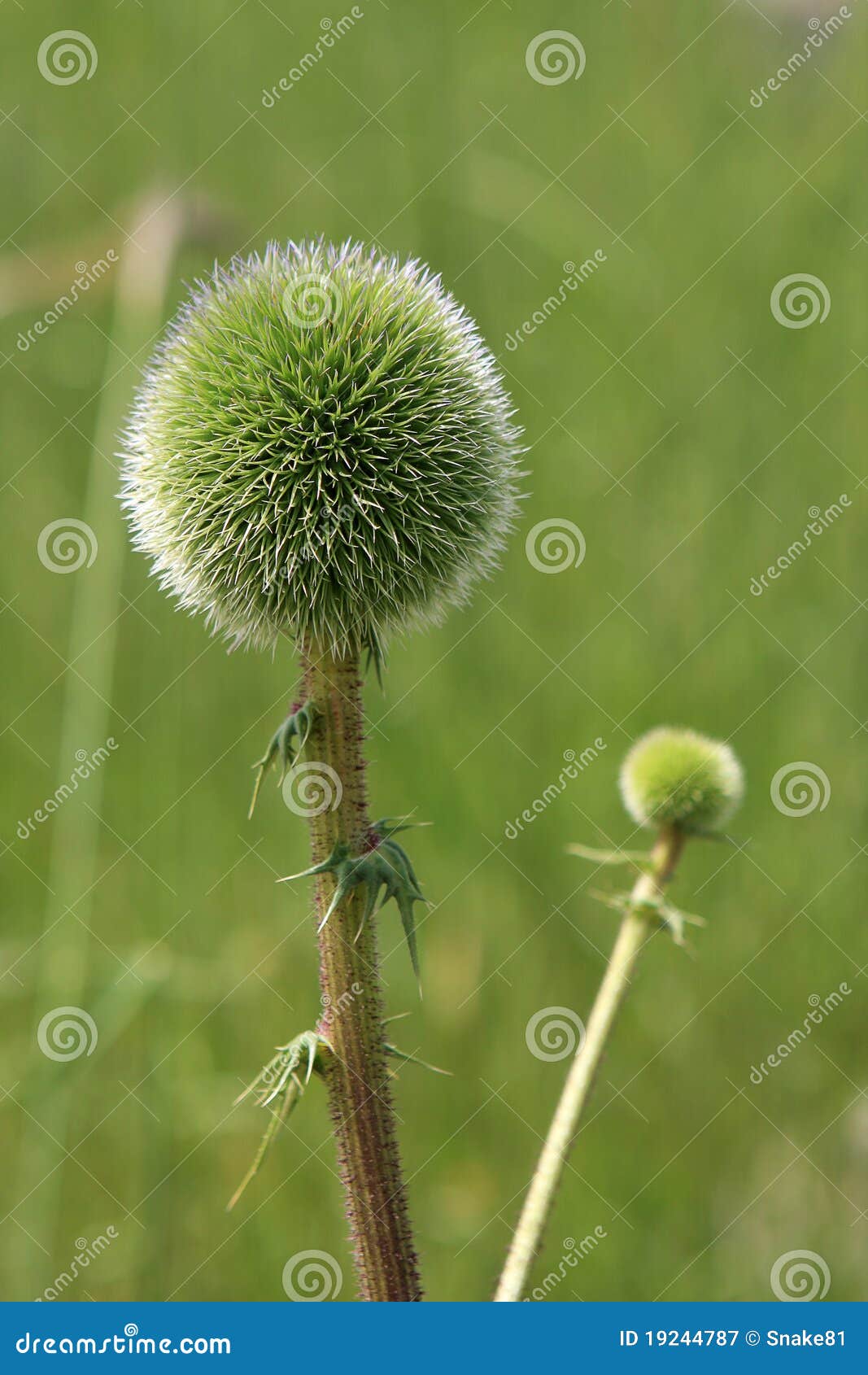 Green thistle stock image. Image of floral, park, field - 19244787