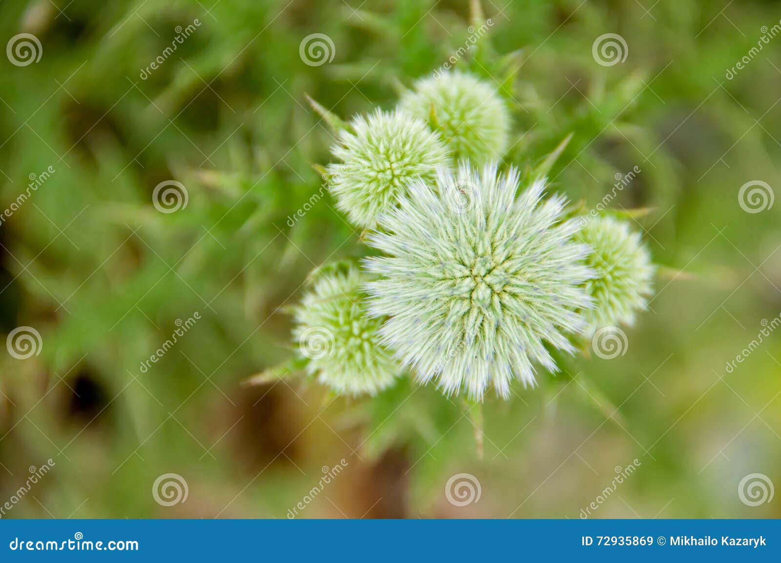 Green thistle closeup stock image. Image of growth, nature - 72935869